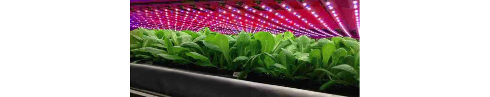 LED horticultural lighting for growing plants Starled